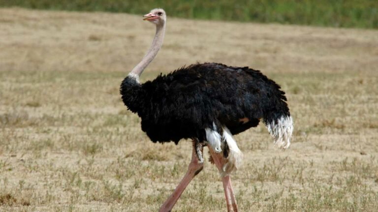 How Big Is An Ostrich - Is it the Largest Bird in the World? - Zooologist