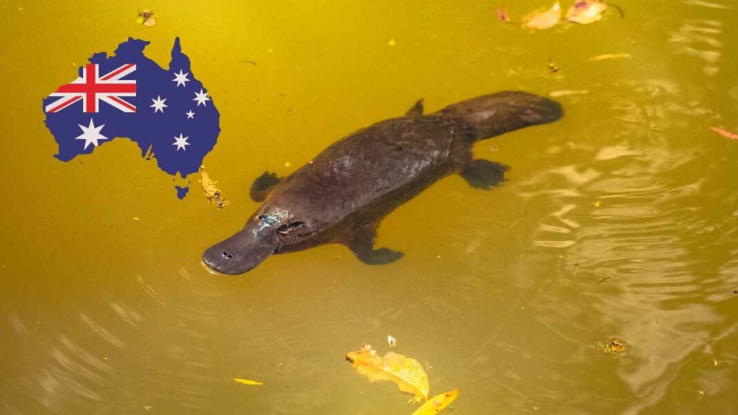 Platypus Animal Facts - The Egg Laying Mammal - Zooologist