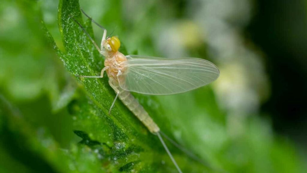 How Long Do Mayflies Live - Mayflies Lifespan - Zooologist