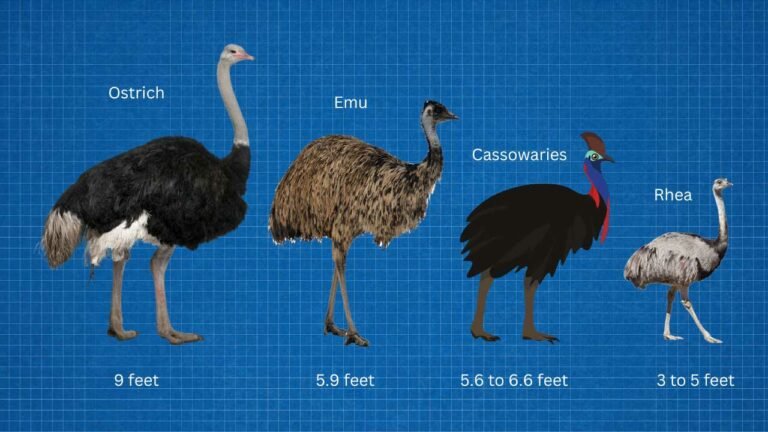 How Big Is An Ostrich - Is it the Largest Bird in the World? - Zooologist