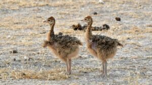 How Big Is An Ostrich - Is it the Largest Bird in the World? - Zooologist