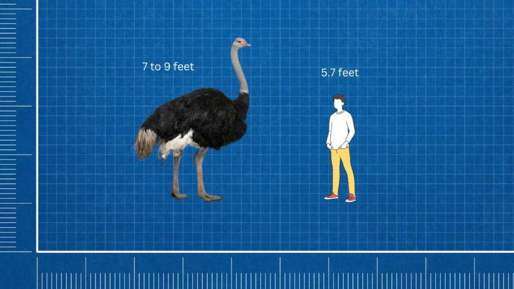 How Big Is An Ostrich - Is it the Largest Bird in the World? - Zooologist
